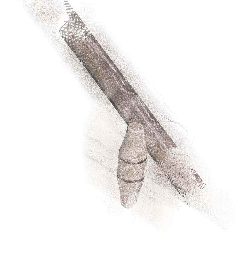 AUTÓCTONOS Y TRADICIONALES | CONADE