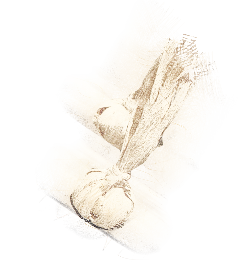 AUTÓCTONOS Y TRADICIONALES | CONADE